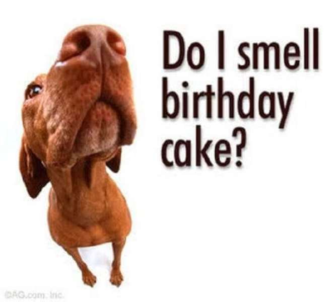 30 Most Funny Birthday Wishes Photos
